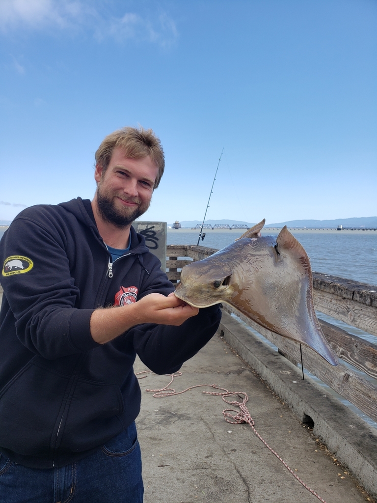 Bat Ray in July 2022 by Bradley Rasmussen · iNaturalist