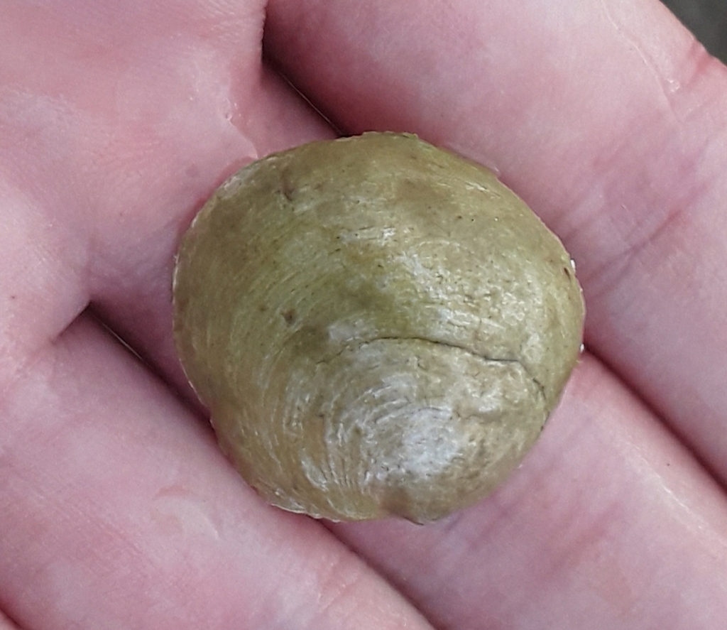 Common Jingle from Orléans, Massachusetts, États-Unis on July 02, 2022 ...