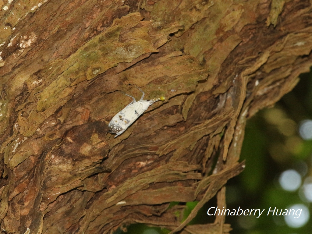 Pyrops watanabei (Matsumura, 1913)