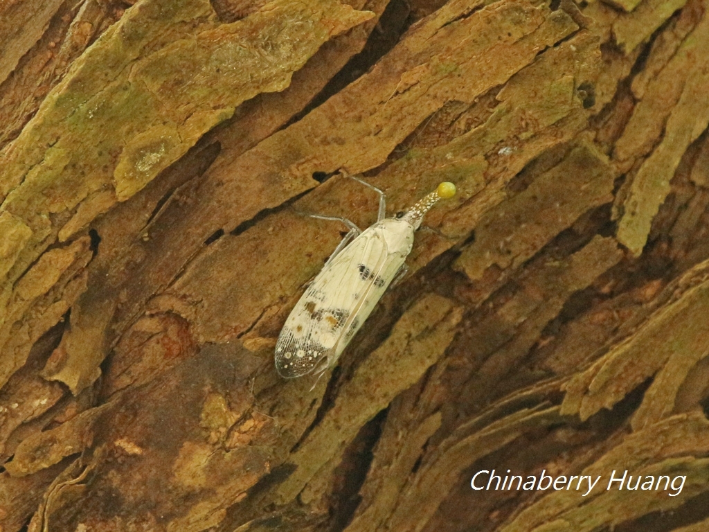 Pyrops watanabei (Matsumura, 1913)