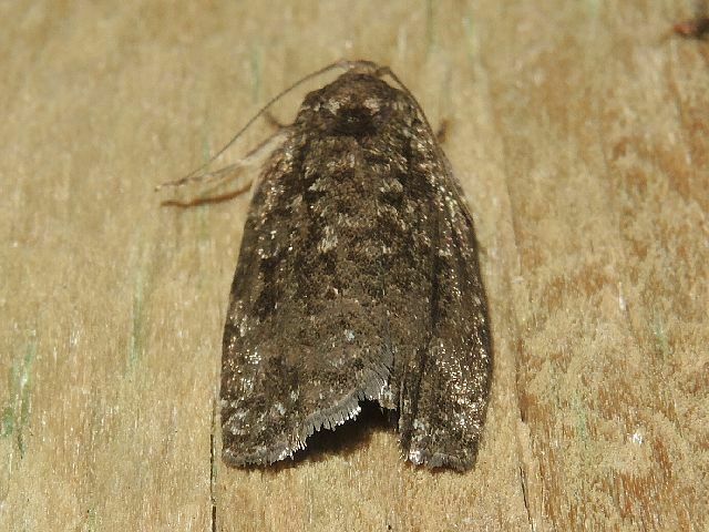 Spruce Budworm Moth in July 2022 by privatenoaccess · iNaturalist
