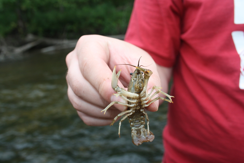 Virile Crayfish (MCDEP Species of Note) · iNaturalist