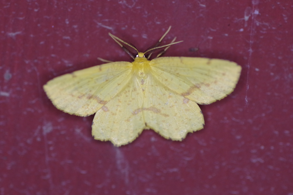 Crocus Geometer Moths from Onondaga County, NY, USA on June 21, 2022 at ...