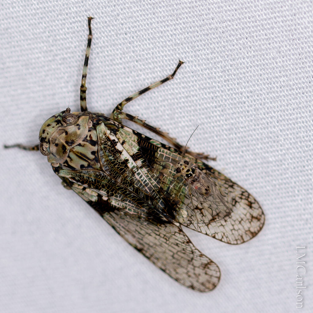 Calyptoproctus marmoratus from Hobbs Rd, Pittsboro, NC 27312, USA on ...