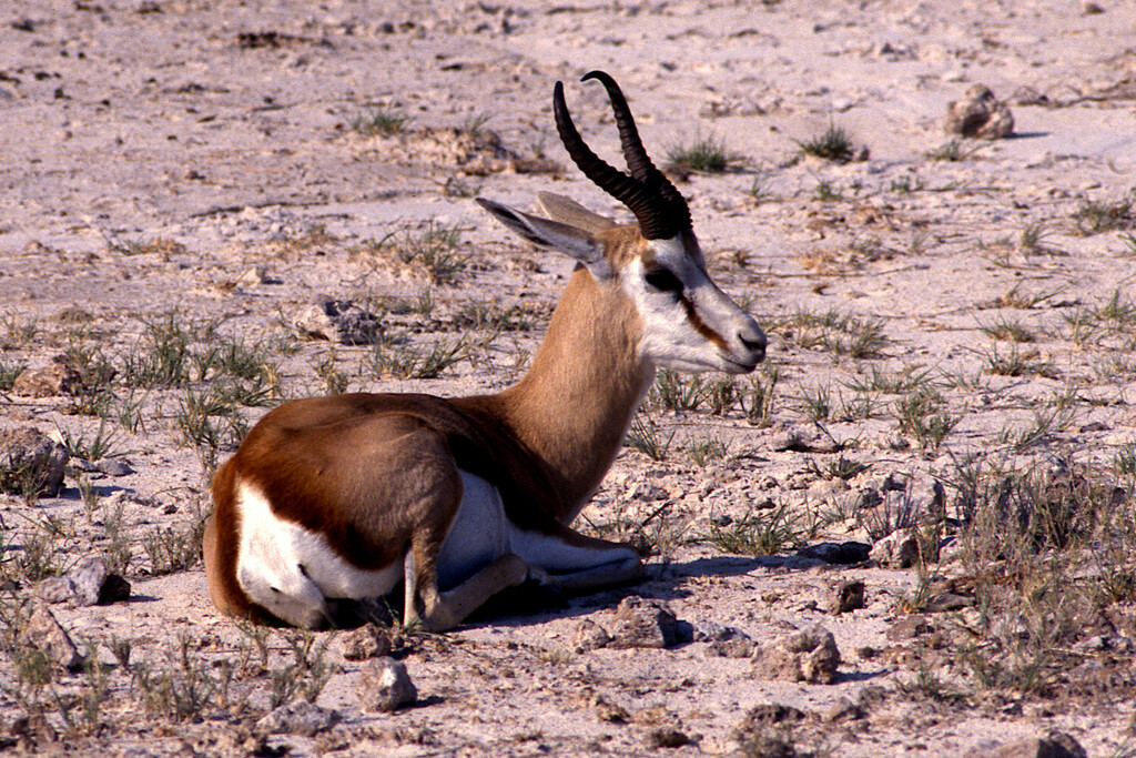 Springbok from Etosha NP, Oshikoto Region, Namibia on April 11, 1995 by ...