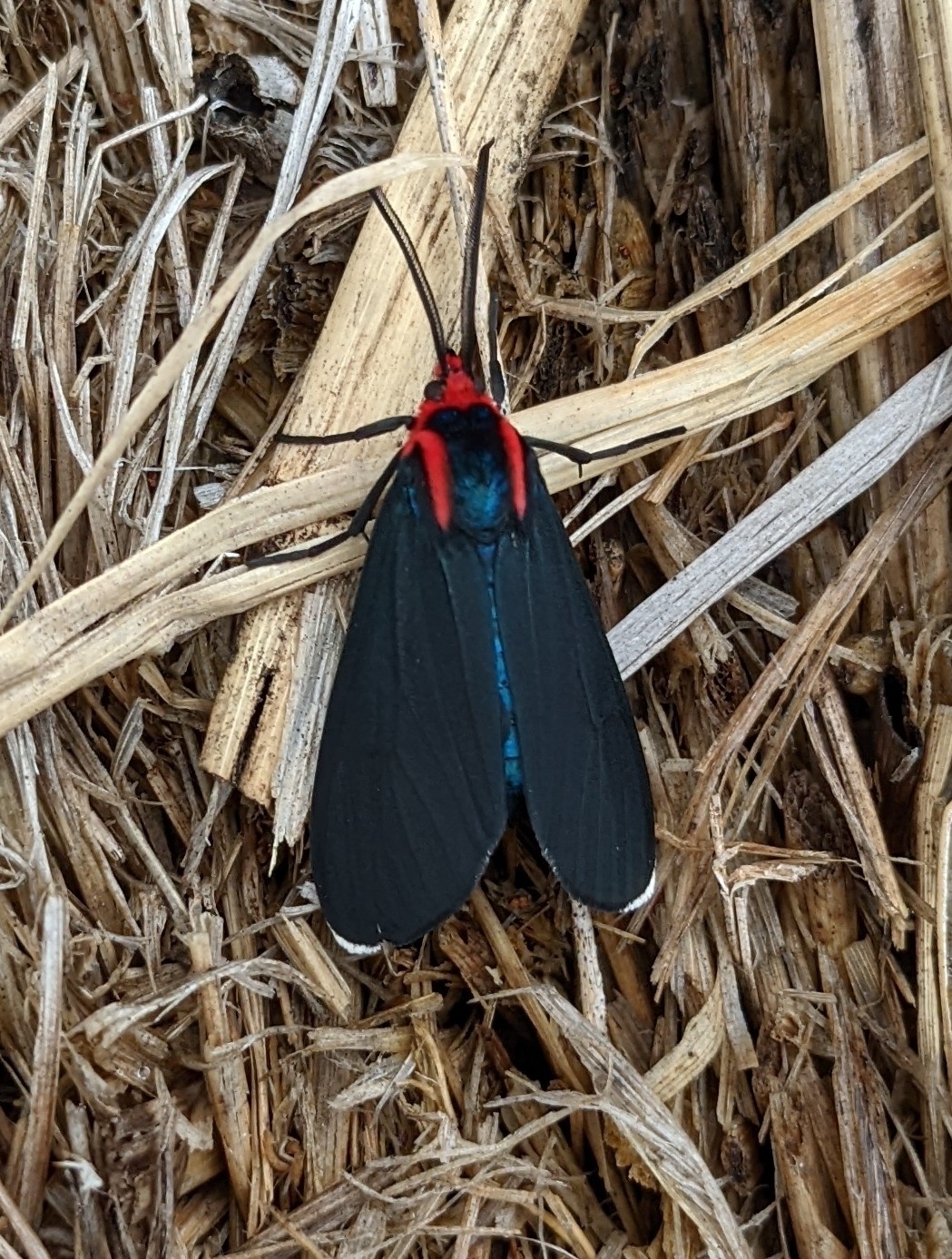 Ctenucha rubroscapus Ménétriés, 1857