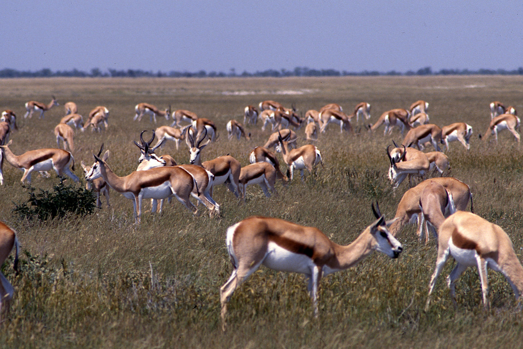 Springbok from Etosha NP, Oshikoto Region, Namibia on April 11, 1995 by ...