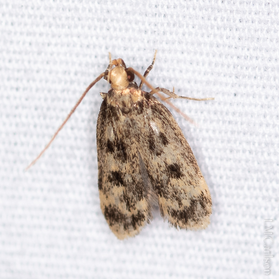 Square-spotted Martyringa Moth from Hobbs Rd, Pittsboro, NC 27312, USA ...