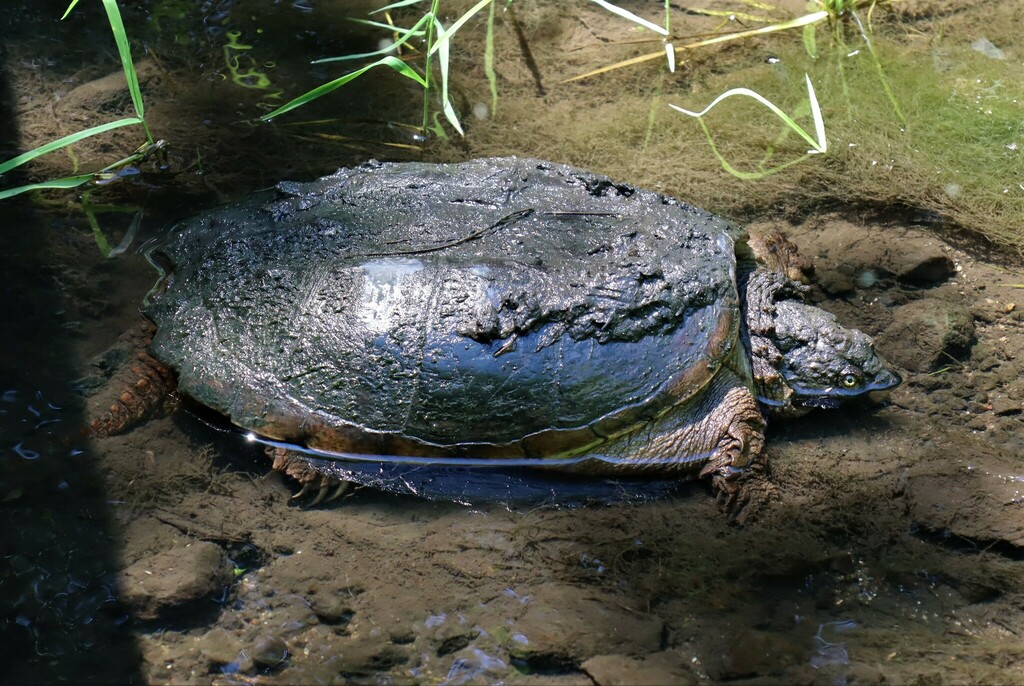Common Snapping Turtle from Belleville, ON, Canada on July 02, 2022 at ...