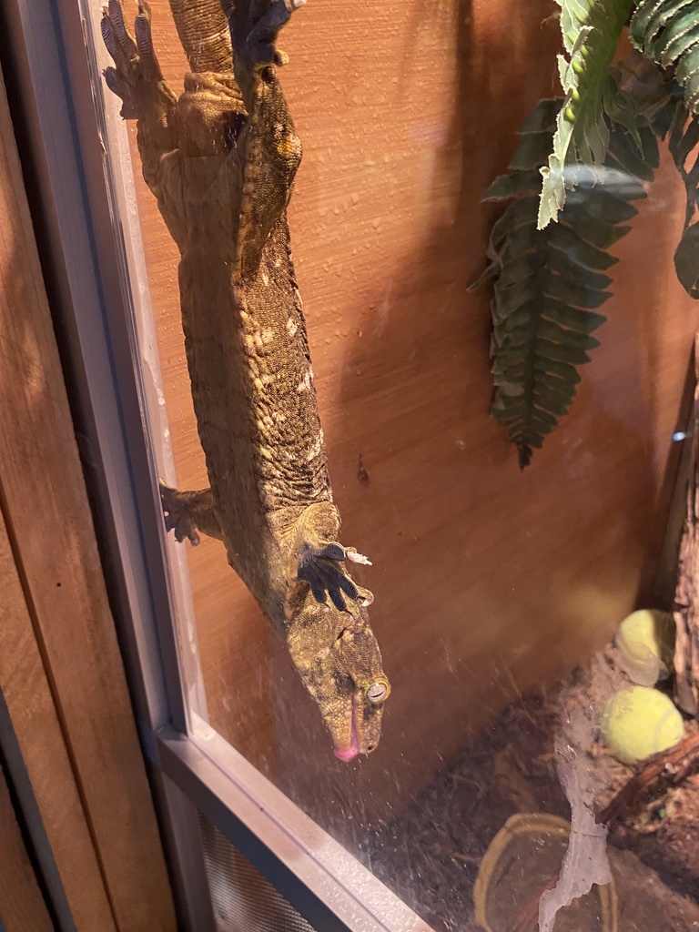New Caledonian Giant Gecko from Racine Zoo, Racine, WI, US on June 22 ...
