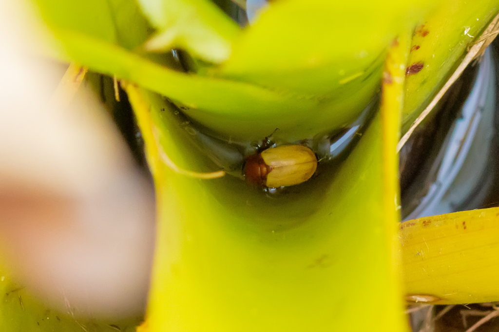Masked Chafers from Reserva Natural Vale, Linhares, ES, Brasil on May ...