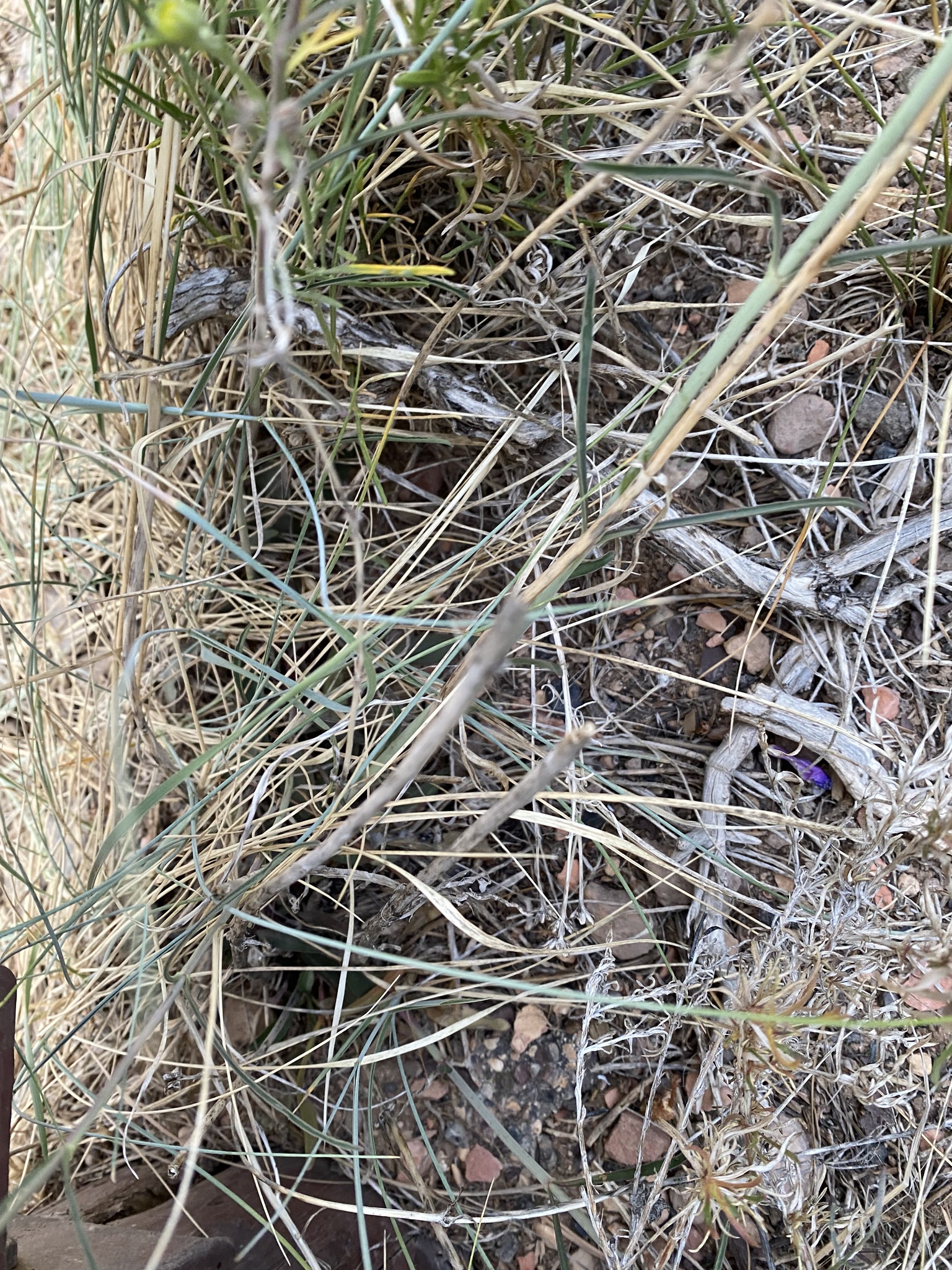 Penstemon comarrhenus A.Gray
