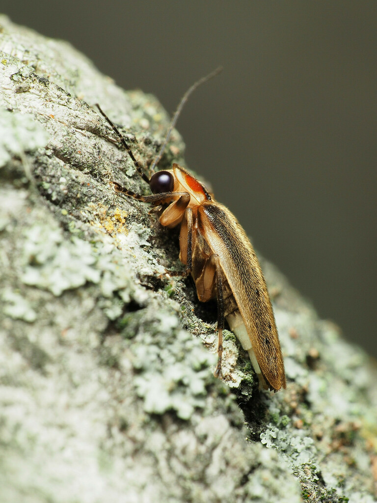 Photuris from Montgomery, Maryland, United States on June 30, 2022 at ...