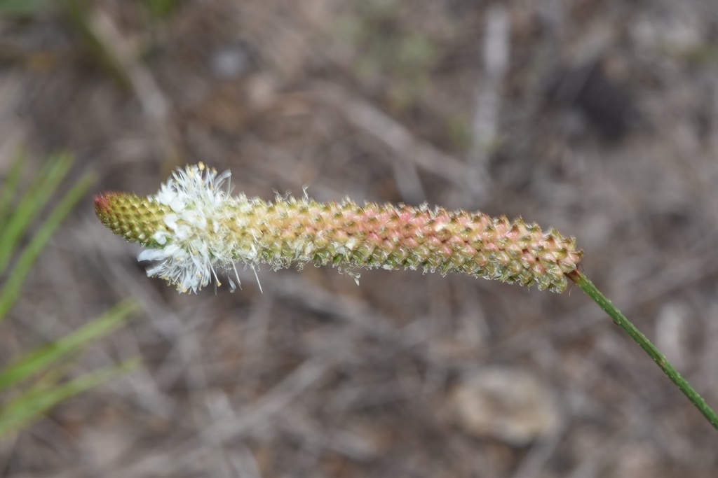 (Dalea drummondiana) - Botanical Realm