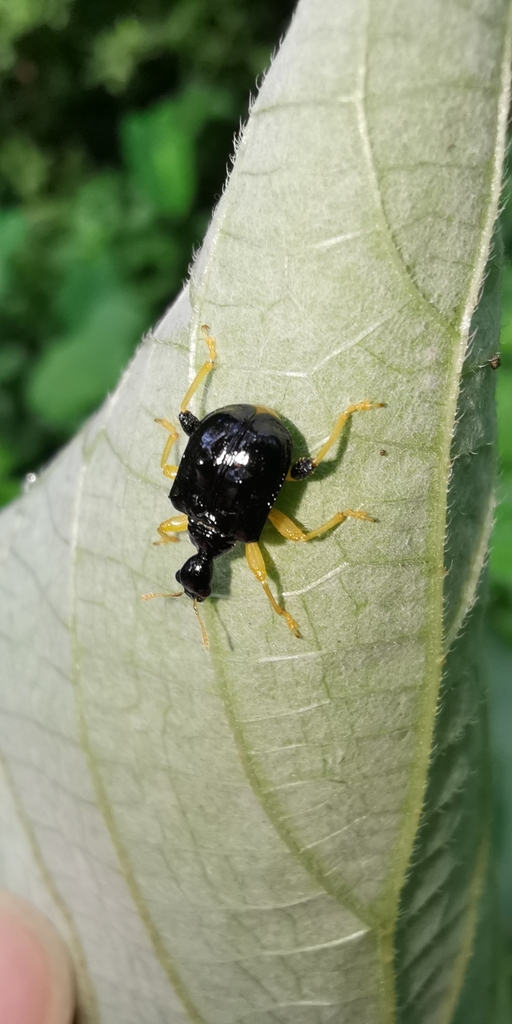 Phymatapoderus flavimanus from 浙江省杭州市西湖区虎跑 on July 3, 2022 at 09:12 AM ...