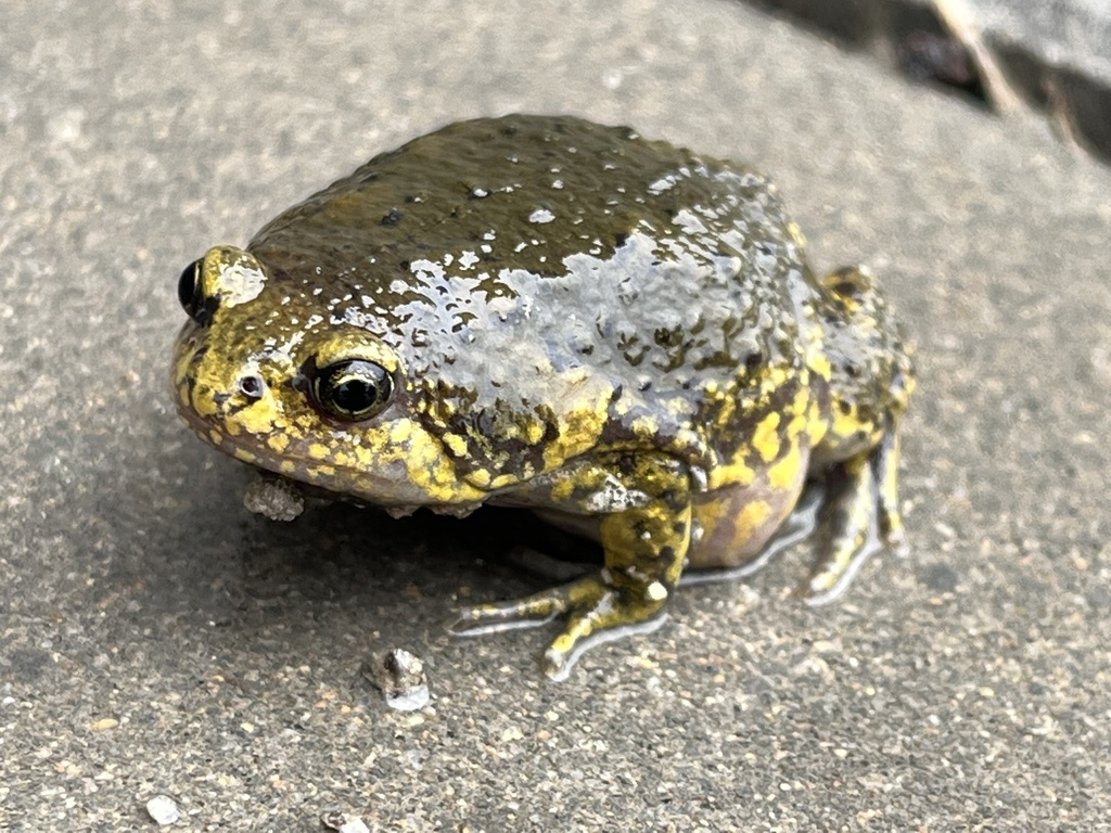 Boreal Digging Frog from Tongzhou, Beijing, CN on July 3, 2022 at 10:24 ...
