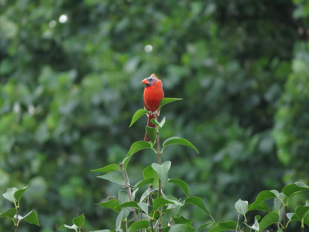 Northern Cardinal in July 2022 by Andrea Wuenschel. all observations ...