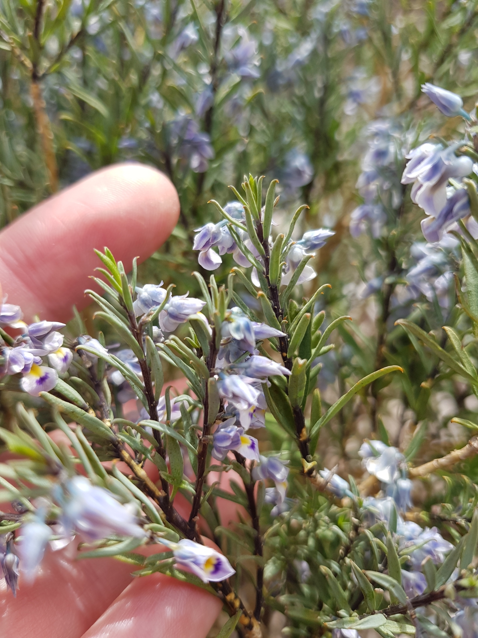 Pigea floribunda (Lindl.) Lindl.