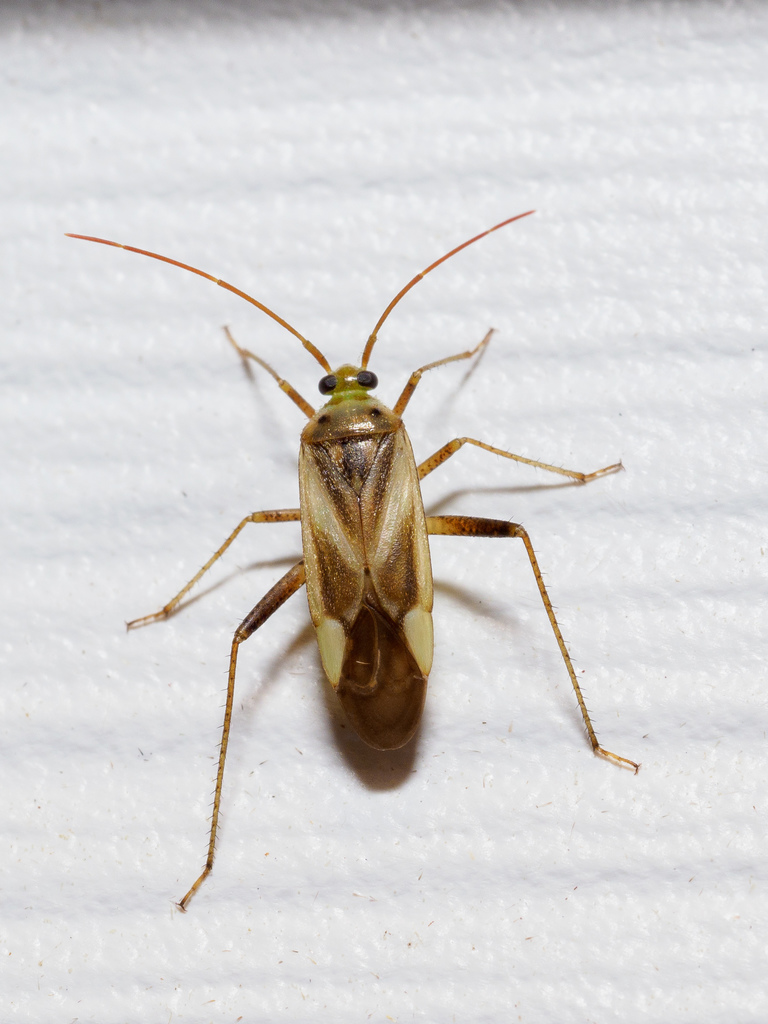 Alfalfa Plant Bug from Charlevoix County, MI, USA on July 8, 2018 at 11 ...