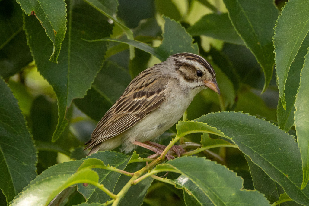 Clay-colored Sparrow from Waukesha County, WI, USA on July 2, 2022 at ...
