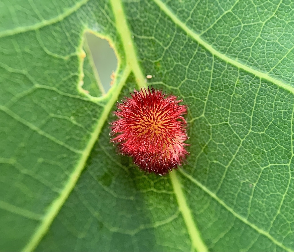 Hedgehog Gall Wasp from Bear Mountain State Park, Harriman, NY, US on ...