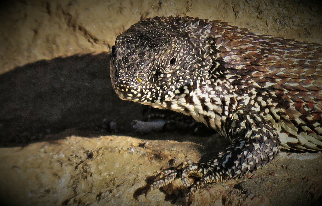 Shiny Smooth-throated Lizard from Limarí, Coquimbo, Chile on June 28 ...