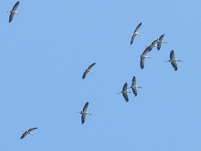 Wood Stork from Sylvan Rodriguez Park, 1201 Clear Lake City Blvd ...