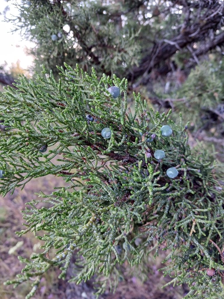 scale-leaf junipers from Baker City, OR 97814, USA on July 02, 2022 at ...