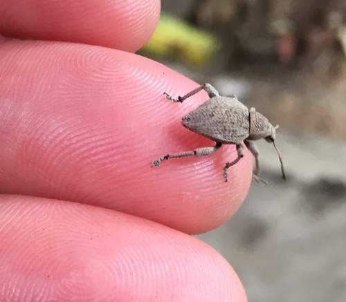 Elytrurus griseus · iNaturalist