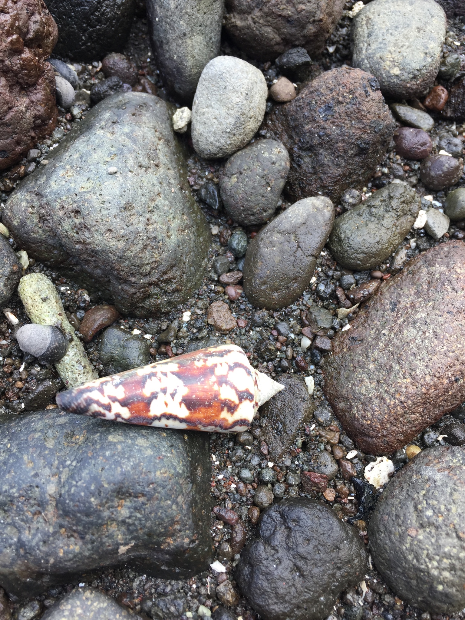 Conus generalis Linnaeus, 1767