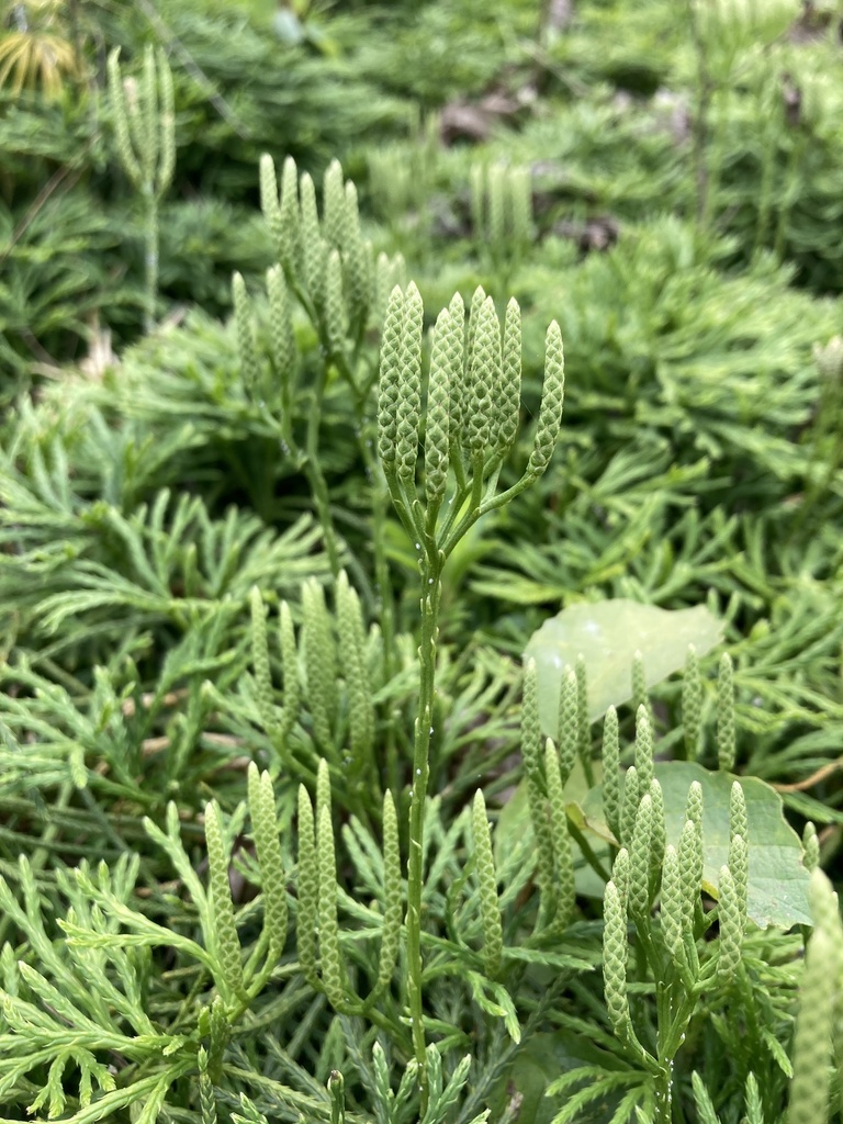 fan clubmoss in July 2022 by theo_witsell. Steep embankment along road ...