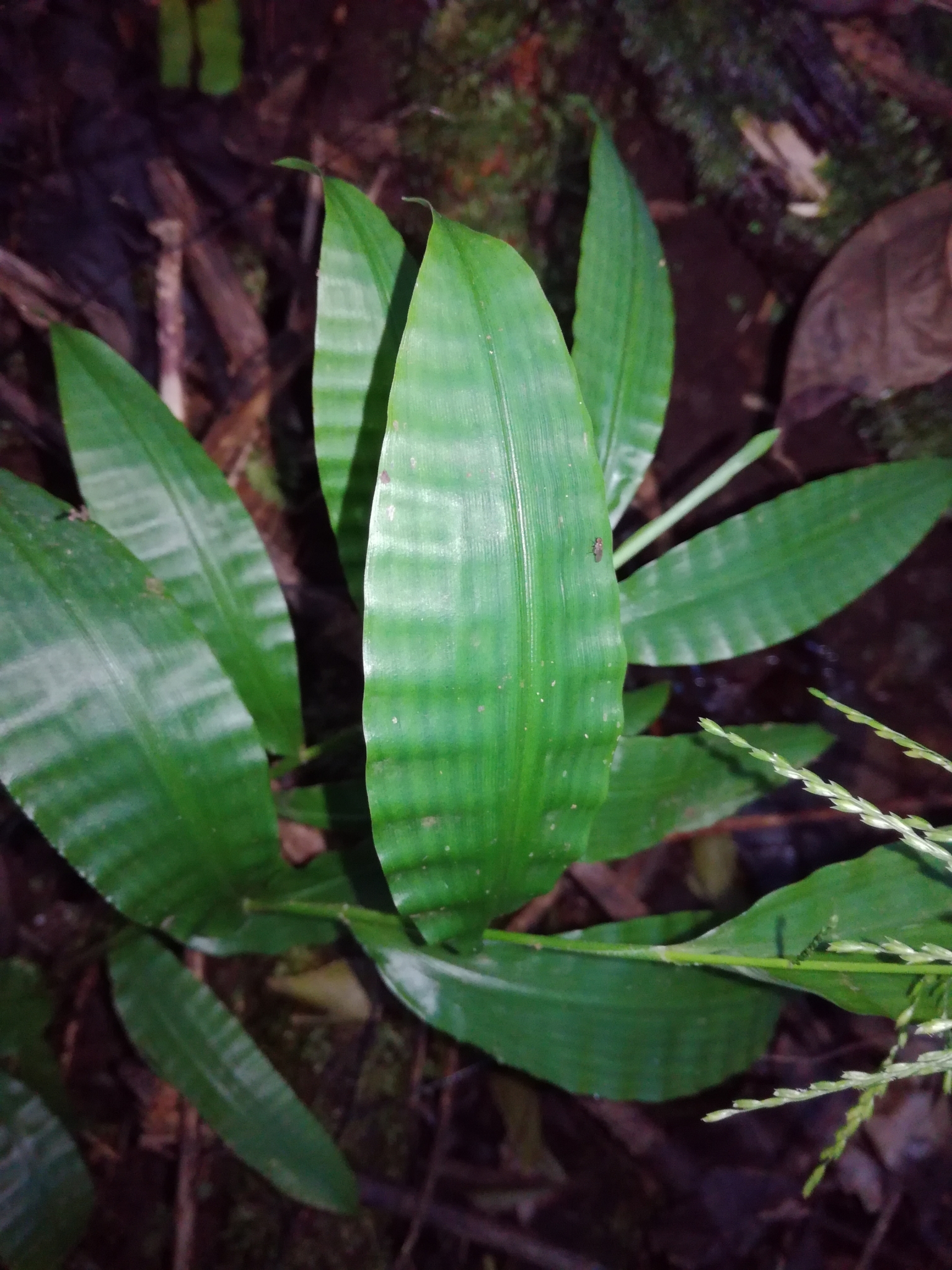 Centotheca lappacea (L.) Desv.