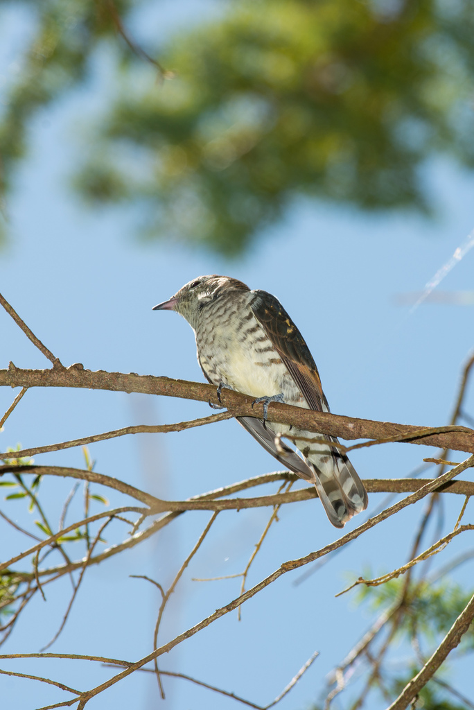 Shining Bronze-Cuckoo from Parua Bay, New Zealand on December 18, 2021 ...