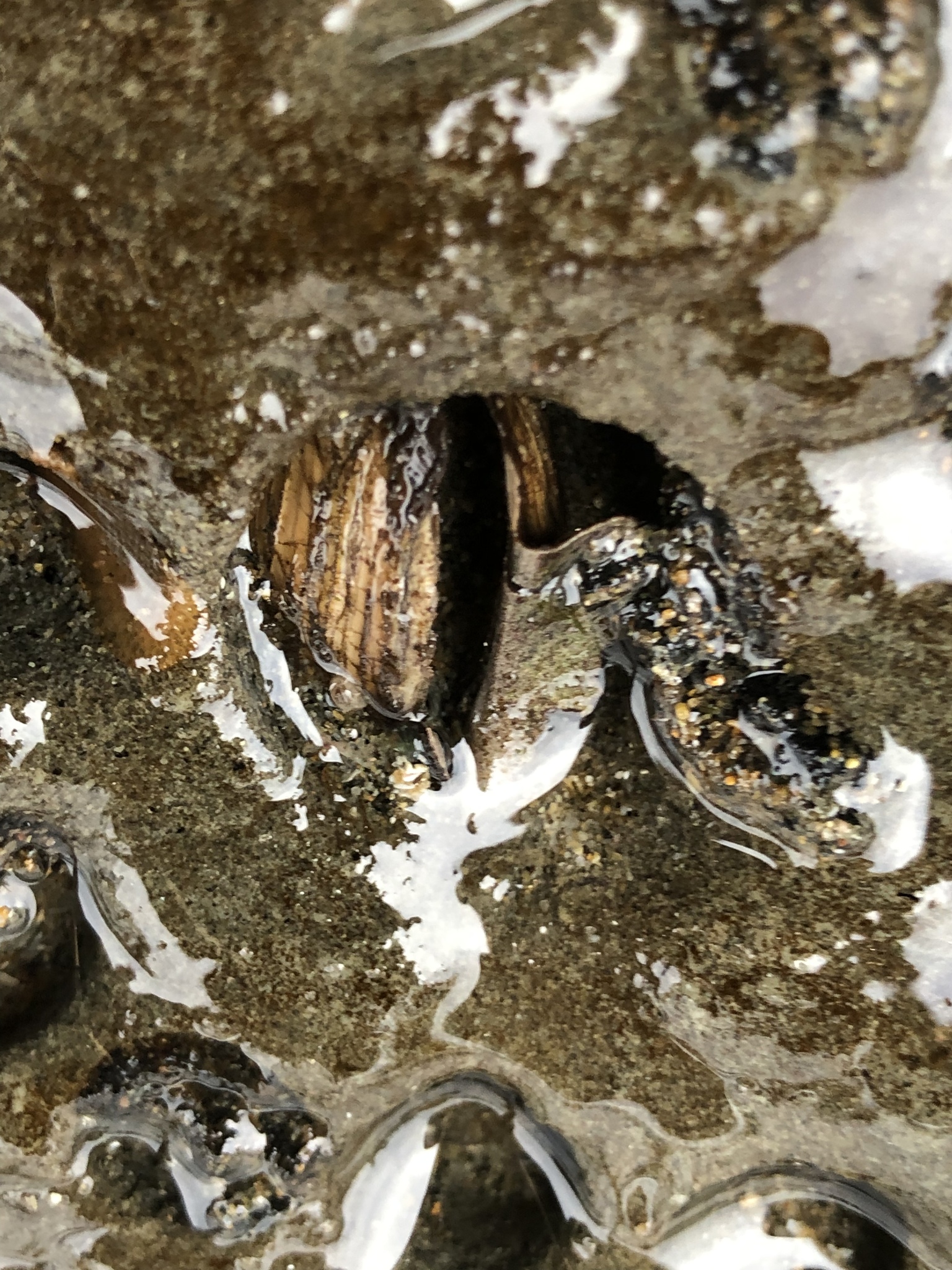 Penitella Valenciennes, 1846