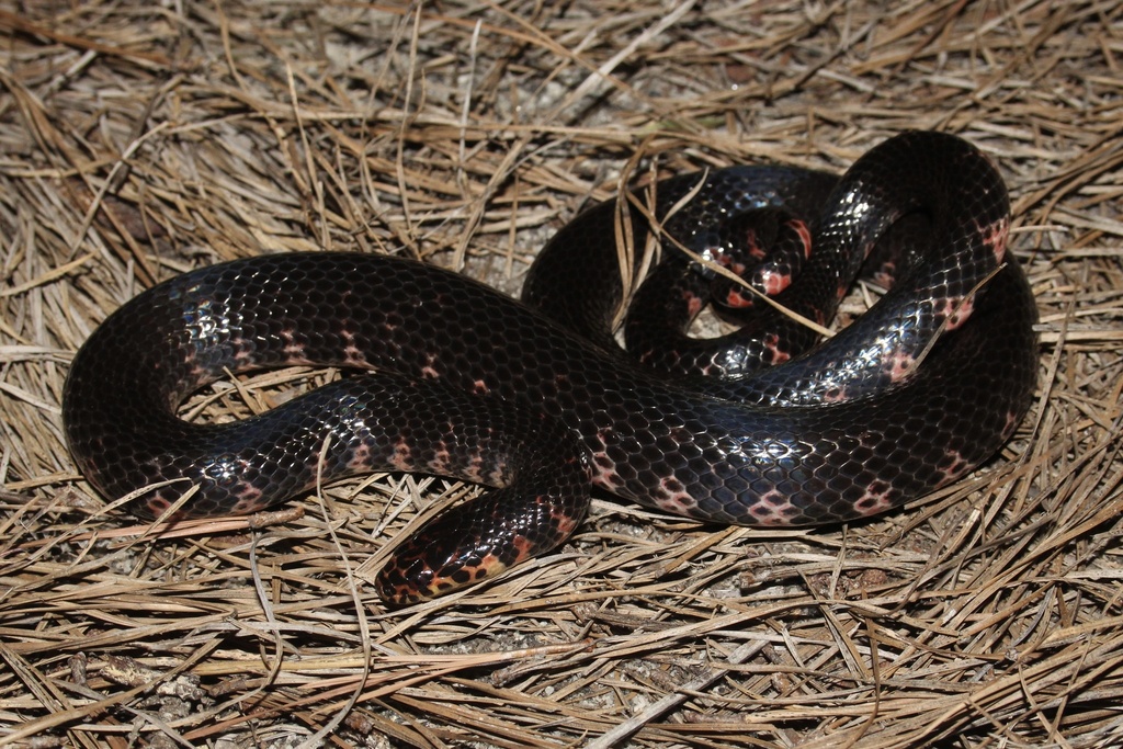 Gimkit - live learning game show