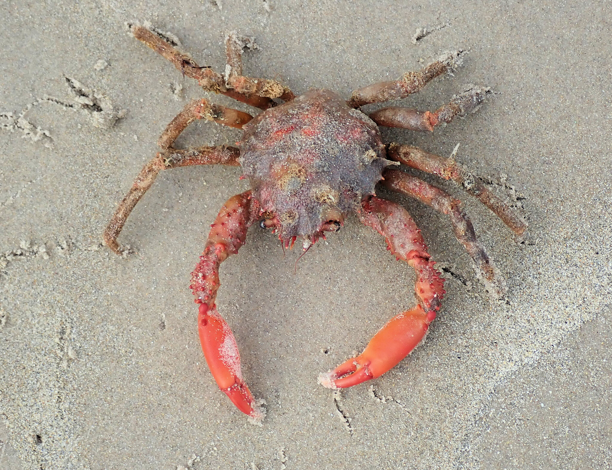 Schizophrys White, 1848