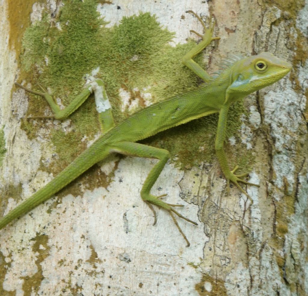 Green Crested Lizard from Goa south 3.5 stream, Camarines Sur ...