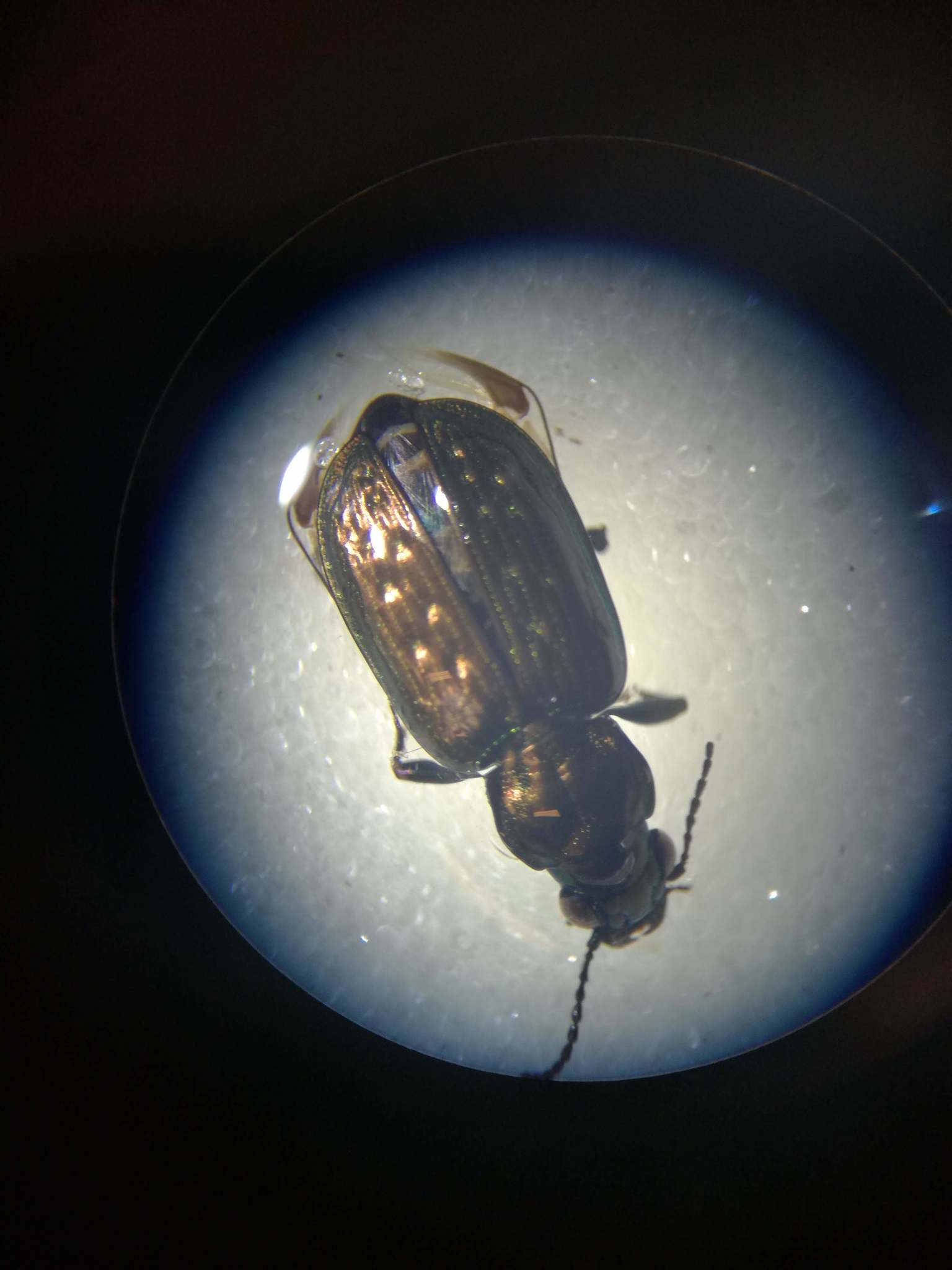 Blethisa multipunctata (Linnaeus, 1758)