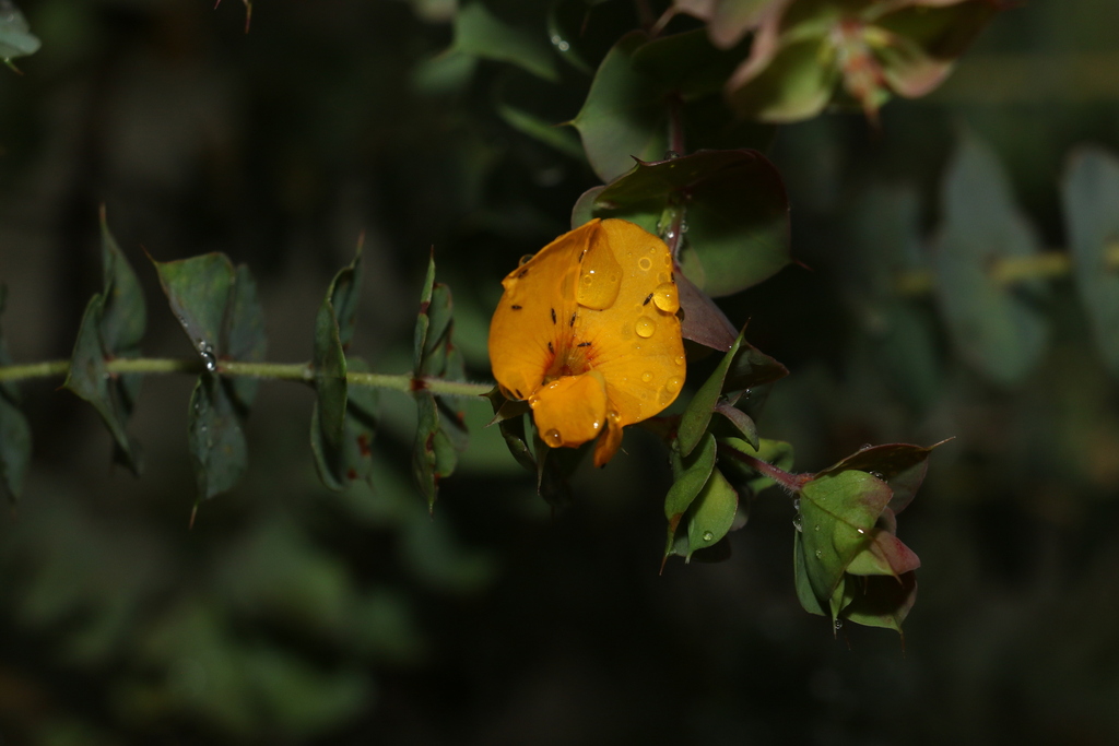 spiny bush-pea from Lockyer, Gatton, Queensland, Australia on July 2 ...