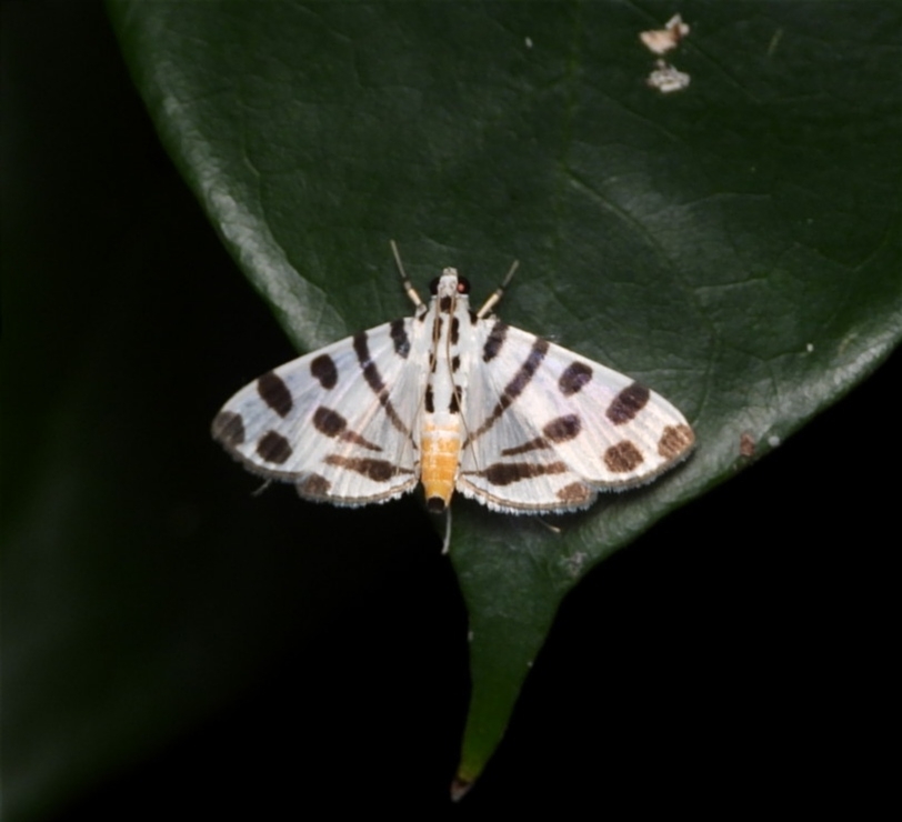 Pycnarmon jaguaralis from Old Upper Thomson Road on July 02, 2022 at 11 ...