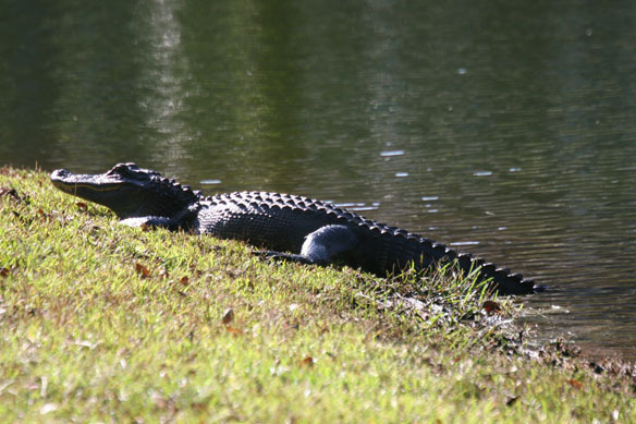 American Alligator from United States on 30 October, 2007 by msr ...
