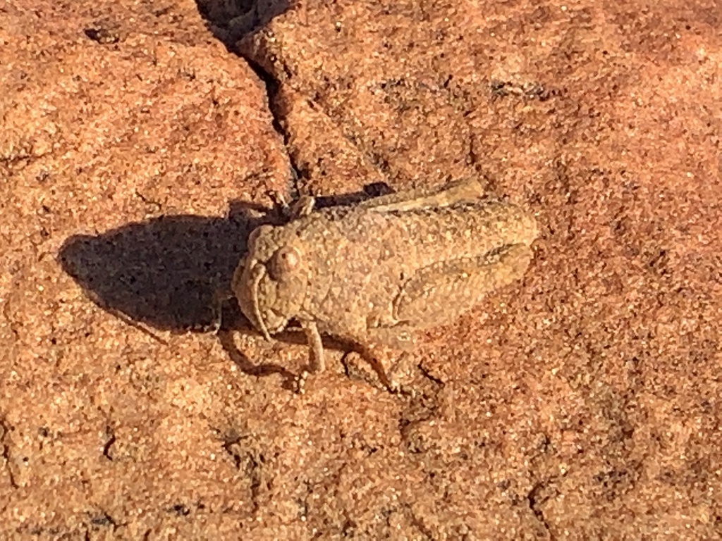 Common Stonehoppers from Andamooka Station, SA, AU on July 3, 2022 at ...