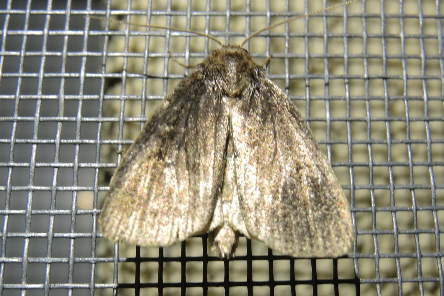 Lenisa geminipuncta Haworth, 1809