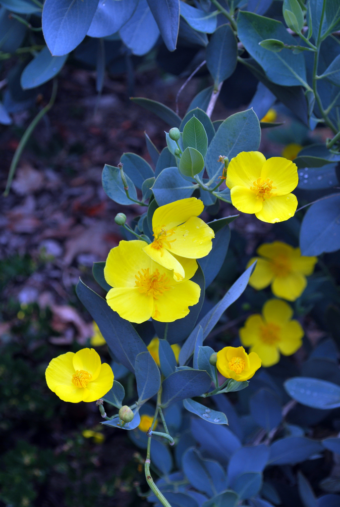 Channel Islands Tree Poppy (Santa Cruz Island Reserve, California ...