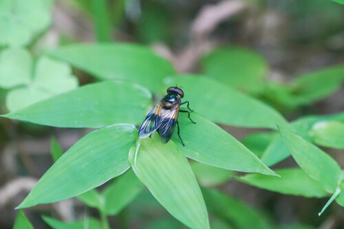Volucella thompsoni · iNaturalist