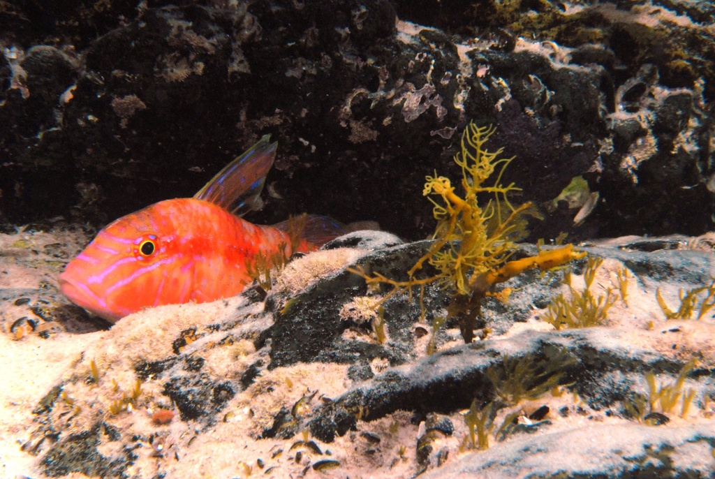 Bluespotted Goatfish from Carrickalinga SA 5204, Australia on November ...