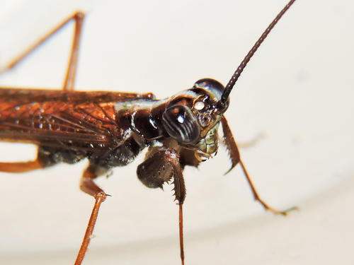 Mantoida maya (Praying Mantis (Order Mantodea) of the United States ...