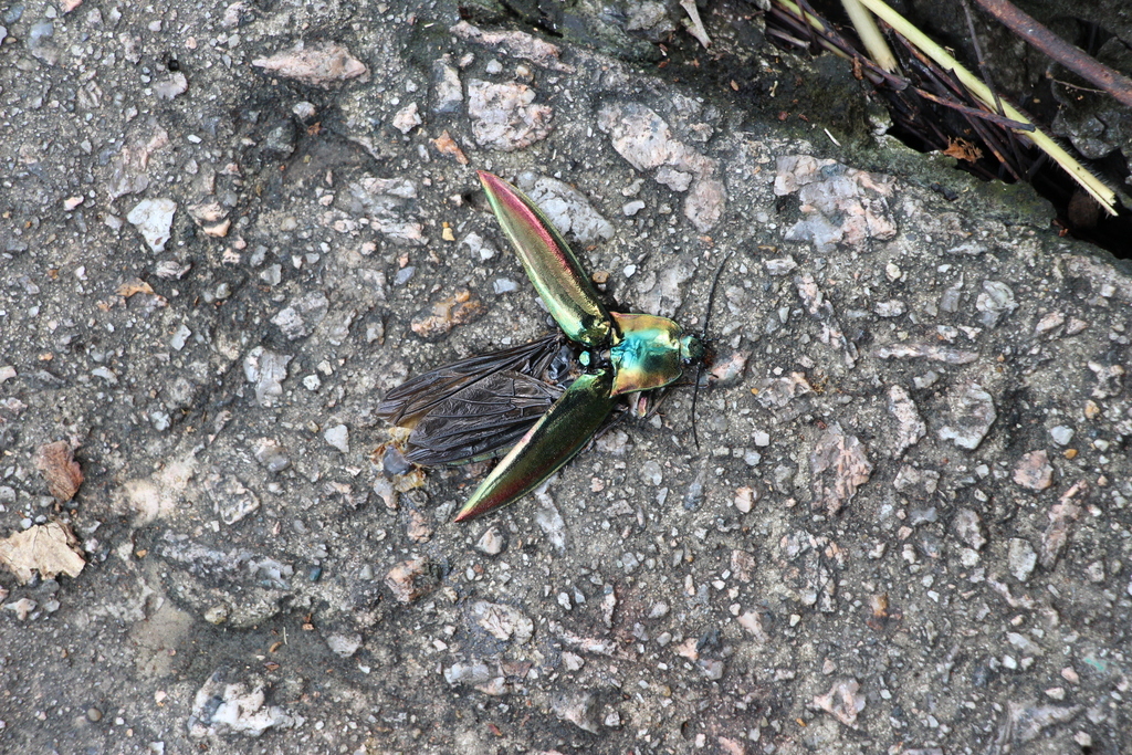 Campsosternus auratus from 香港軍地 on July 03, 2022 at 04:17 PM by 鍾兆鋒 ...