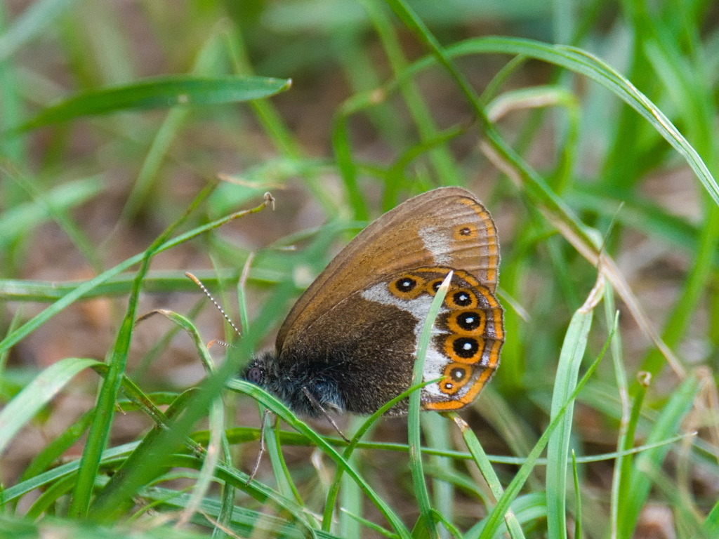Scarce Heath from Irkutskiy rayon, Irkutsk, Russia on June 18, 2022 at ...