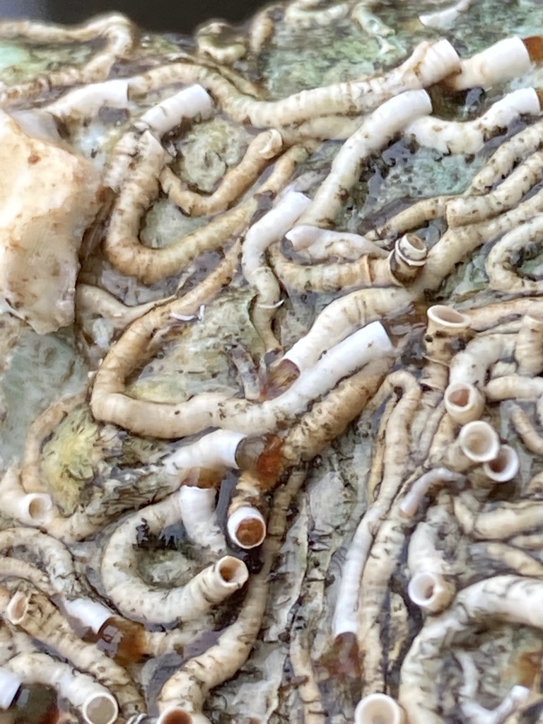 Ficopomatus miamiensis from Western Lake, Santa Rosa Beach, FL, US on ...